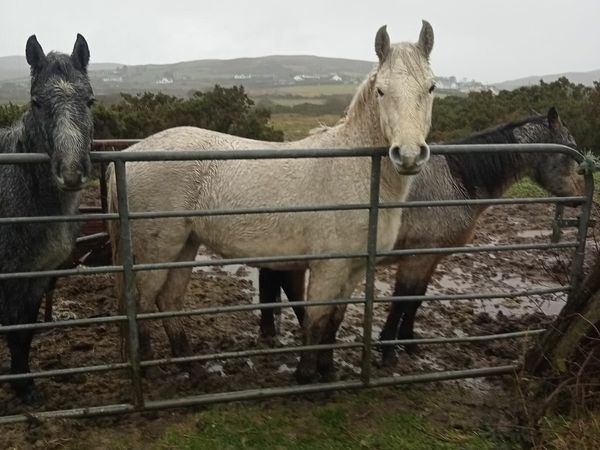Horses for sale in Co. Donegal for €0 on DoneDeal