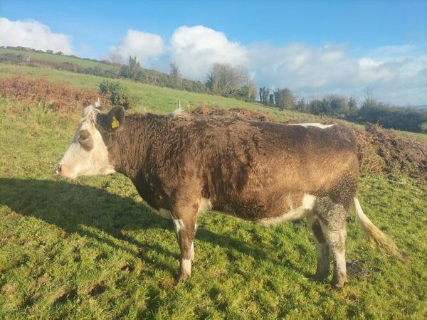 Simmental Cross Heifer for sale in Co. Limerick for €1 on DoneDeal
