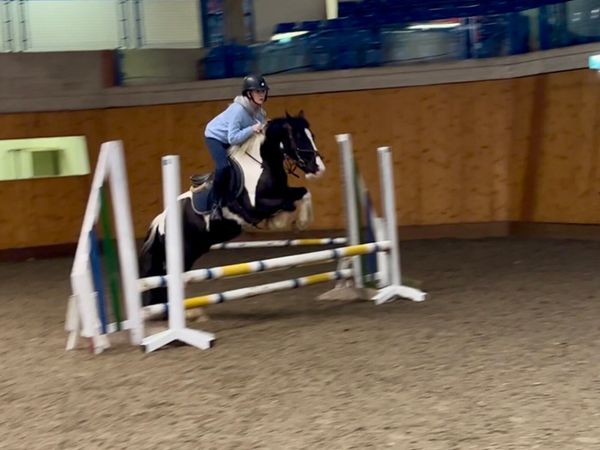 Allrounder , jumping , pony club pony for sale in Co. Leitrim for € ...