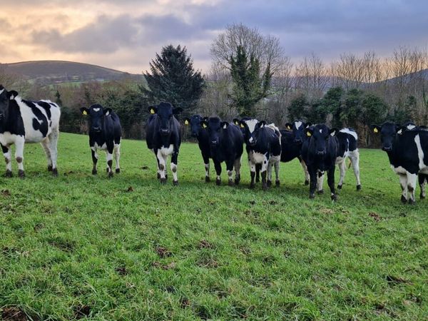Pedigree Registered Holstein Maiden Heifers for sale in Co. Wicklow for ...