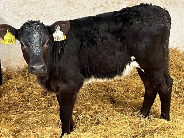 SMASHING BB HEIFER CALVES for sale in Co. Tipperary for €0 on DoneDeal