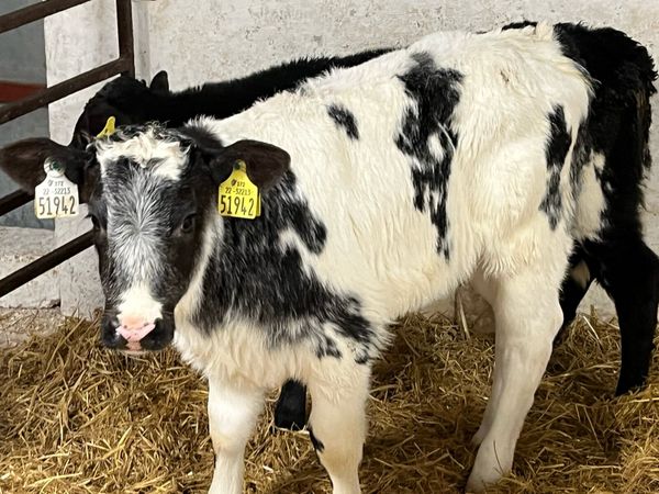 SMASHING BB HEIFER CALVES for sale in Co. Tipperary for €0 on DoneDeal