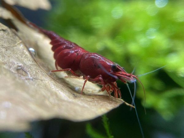 Neocaridina Shrimp Bloody Mary's (Pure Line) for sale in Co. Laois for ...
