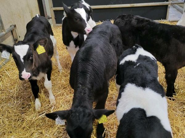 Fr and Angus calves for sale in Co. Cavan for €630 on DoneDeal