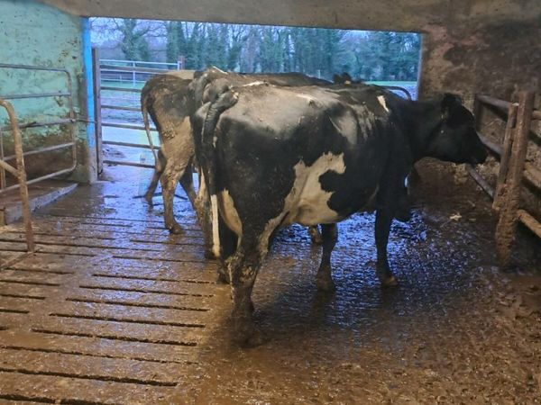 Dairy cows for sale in Co. Cavan for €40 on DoneDeal