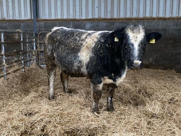 Incalf heifers for sale in Co. Offaly for €123 on DoneDeal