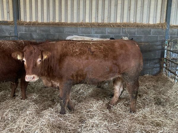 Incalf heifers for sale in Co. Offaly for €123 on DoneDeal