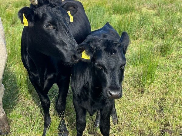 Kerry Bulls & Heifers for sale for sale in Co. Kerry for €1 on DoneDeal