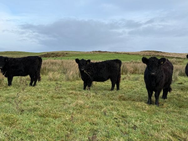 Galloway Heifers for sale in Co. Tyrone for £123 on DoneDeal