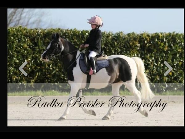 128 show jumping/pony club pony for sale in Co. Waterford for €1,234 on ...