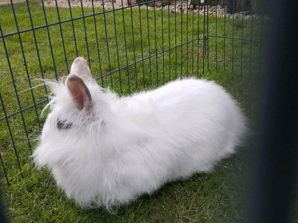 Rabbits for sale in Co. Kildare for €20 on DoneDeal