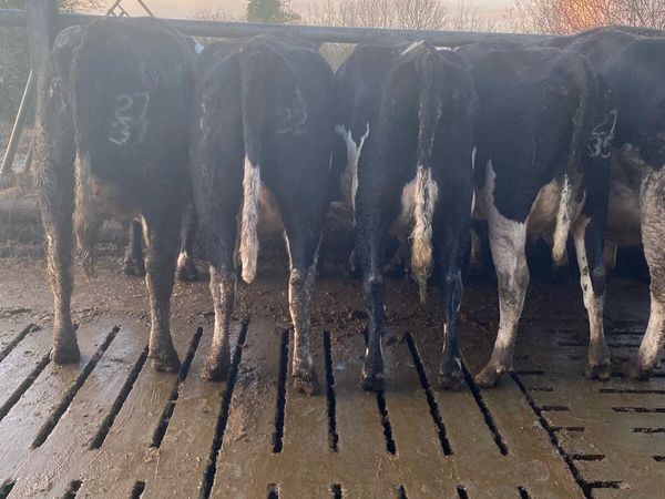 Calved heifers for sale in Co. Limerick for €1,234 on DoneDeal
