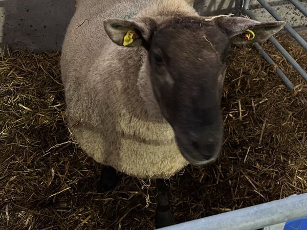 Foster ewe for sale in Co. Cavan for €230 on DoneDeal