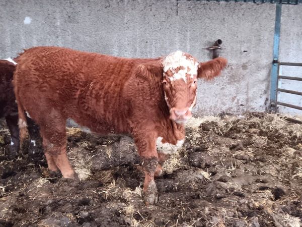 Simmental x limousine Heifer for sale in Co. Down for £3,000 on DoneDeal