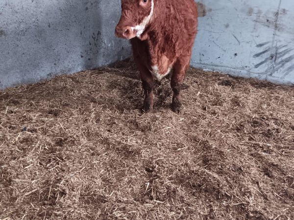 Simmental x limousine Heifer for sale in Co. Down for £3,000 on DoneDeal