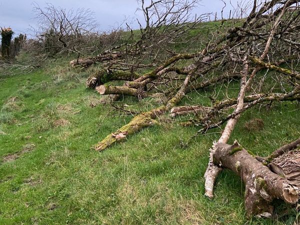Firewood - Over 20 trees for Sale- Bantry Area for sale in Co. Cork for ...
