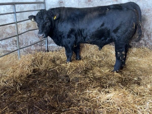 Purebred Aberdeen Angus Bull 22 months old for sale in Co. Kilkenny for ...