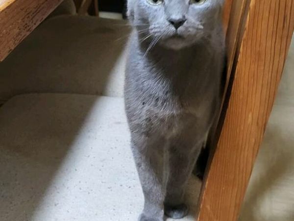 Blue male cat 6 months old for sale in Co. Down for £240 on DoneDeal
