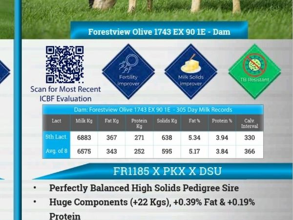Incalf Dairy heifers for sale in Co. Cork for €2,300 on DoneDeal