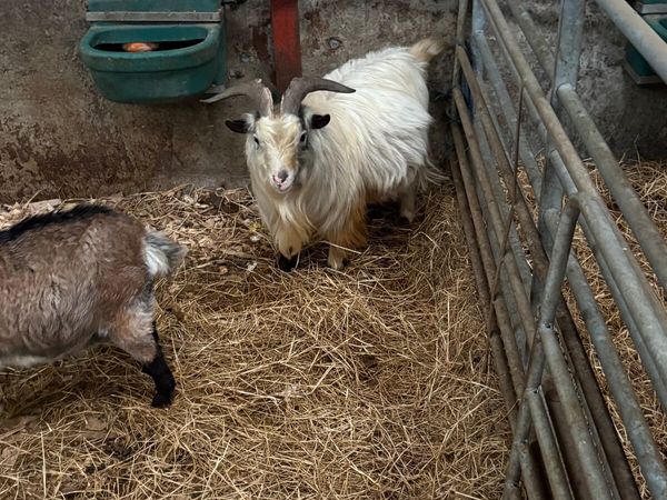 Pygmy Goats for sale in Co. Down for £750 on DoneDeal