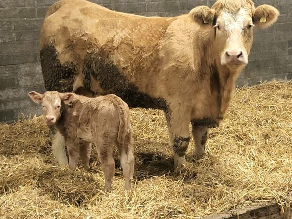 Super first calved heifer for sale in Co. Cavan for €1,234 on DoneDeal