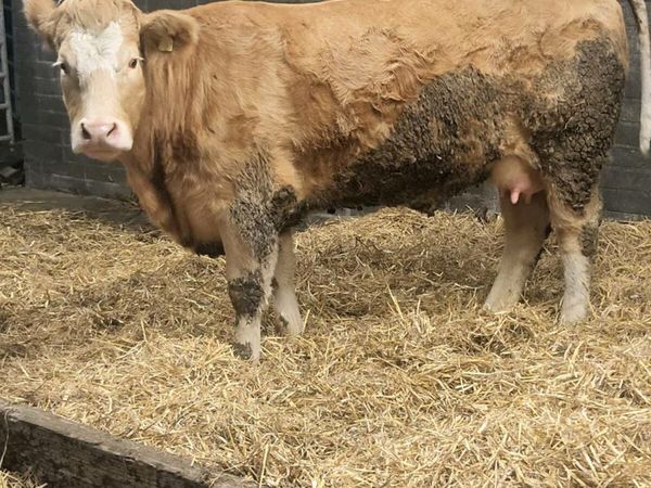 Super first calved heifer for sale in Co. Cavan for €1,234 on DoneDeal