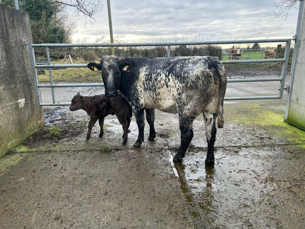 Calved Heifers calves at foot for sale in Co. Monaghan for €123 on DoneDeal