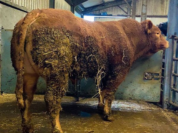 Limousin Bull for sale in Co. Mayo for €0 on DoneDeal