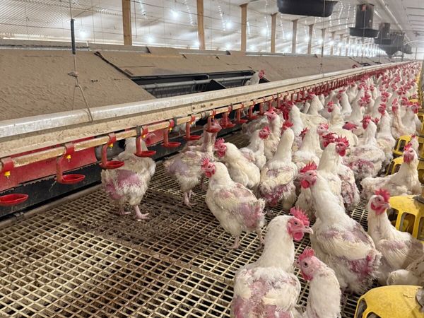 2 Nest boxes & slats for sale in Co. Armagh for £5,000 on DoneDeal