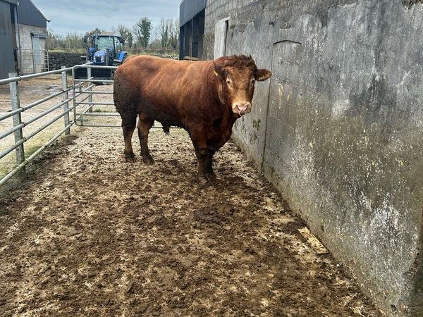 Limousine bull for sale in Co. Roscommon for €4,250 on DoneDeal
