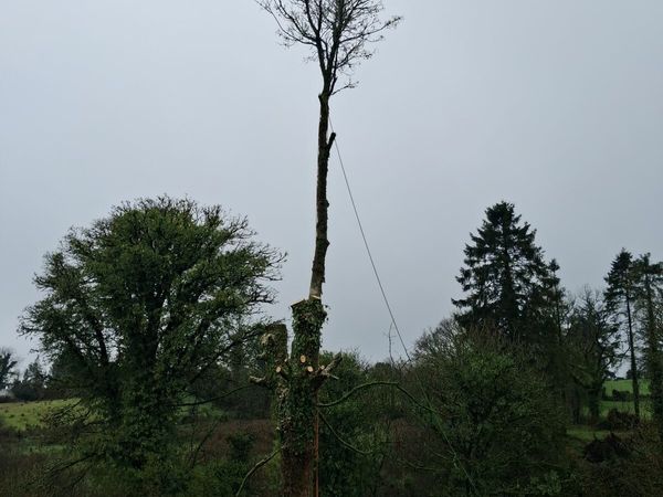Tree surgeon for sale in Co. Cavan for €1,234 on DoneDeal