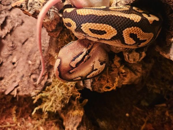 Ball python with enclosure for sale in Co. Cavan for €250 on DoneDeal
