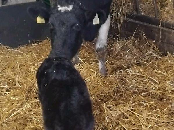 2 Fresh calfed british friesian heifers for sale in Co. Galway for €2 ...