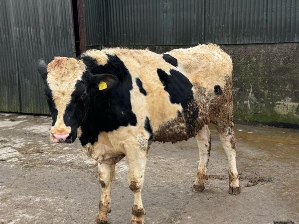 Pedigree Holstein Bull for sale in Co. Tyrone for £2,500 on DoneDeal