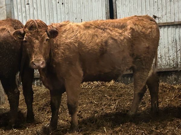 2 incalf second calvers for sale in Co. Galway for €2,850 on DoneDeal