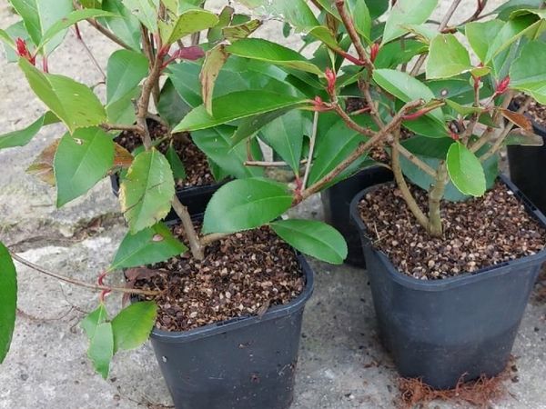 Red Robin Hedging for sale in Co. Laois for €5 on DoneDeal