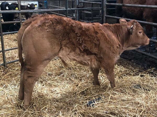 Pbr limousin bull for sale in Co. Clare for €0 on DoneDeal
