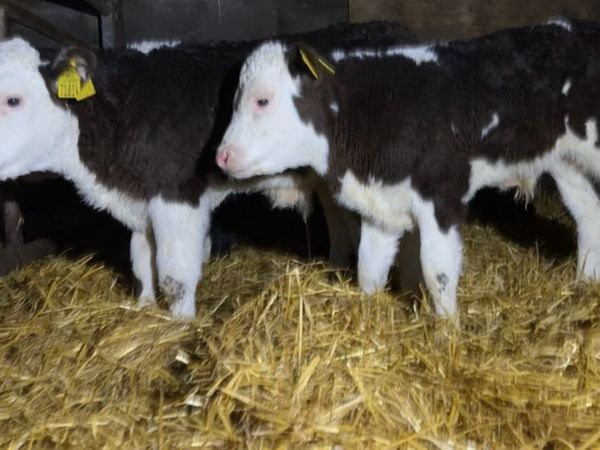 Super selection of Autumn bull calves for sale in Co. Roscommon for € ...