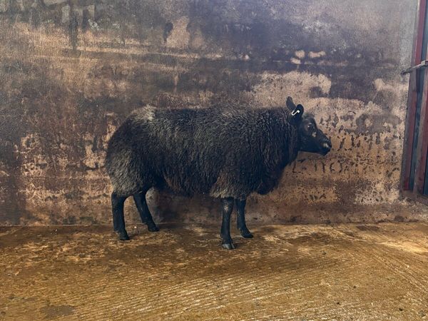 Blue texel x badger face ewe for sale in Co. Tyrone for £270 on DoneDeal