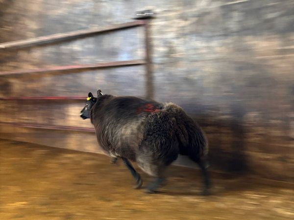 Blue texel x badger face ewe for sale in Co. Tyrone for £270 on DoneDeal