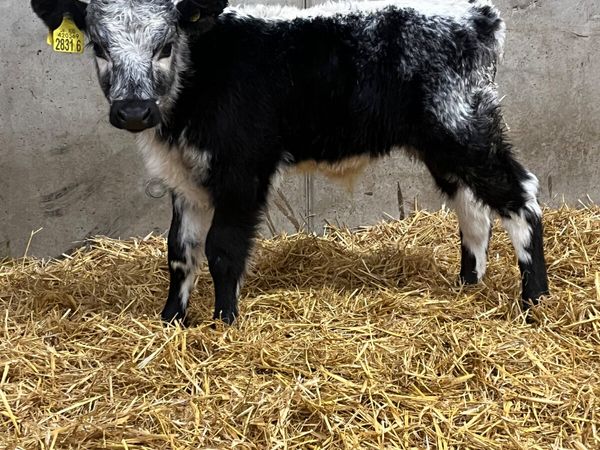 Speckled Park Bull Calf for sale in Co. Down for £0 on DoneDeal