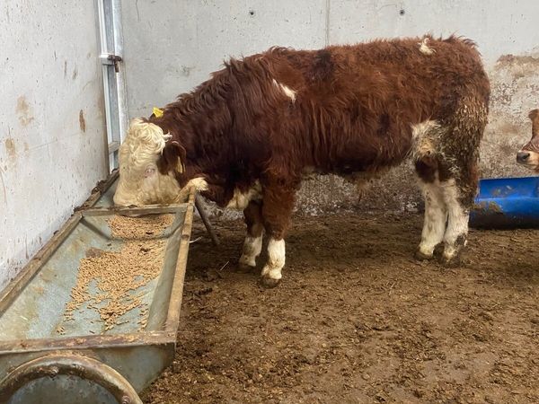 Bull Simmental for sale in Co. Mayo for €4,000 on DoneDeal