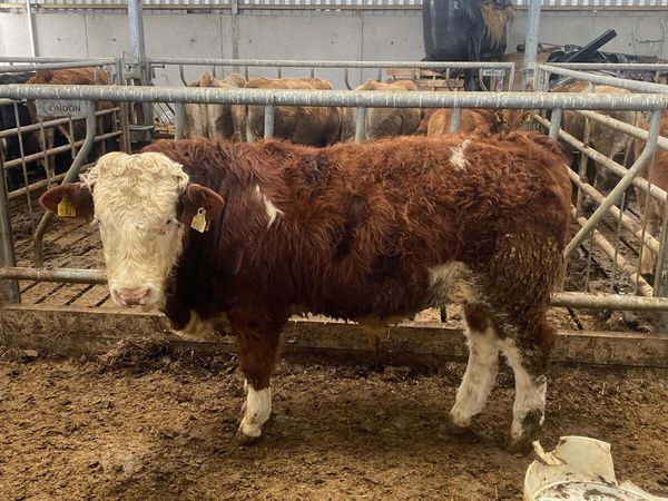 Bull Simmental for sale in Co. Mayo for €4,000 on DoneDeal