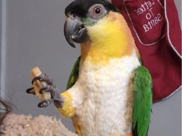 Parrot for sale in Co. Dublin for €850 on DoneDeal
