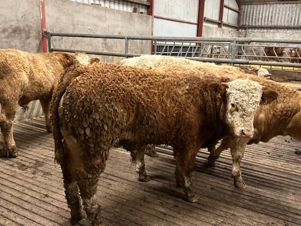 Simmental bulls for sale in Co. Derry for £0 on DoneDeal