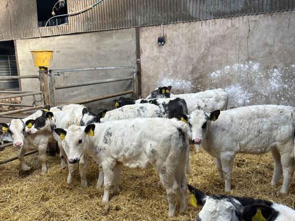 Blue heifers for sale in Co. Derry for £795 on DoneDeal