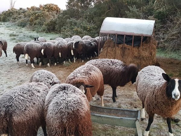 26 Pure bred zwartable ewe lambs for sale in Co. Galway for €200 on ...