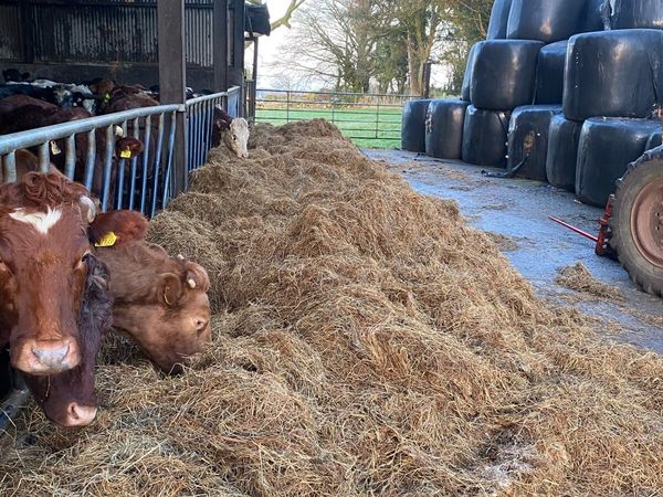 Silage bales for sale in Co. Carlow for €25 on DoneDeal