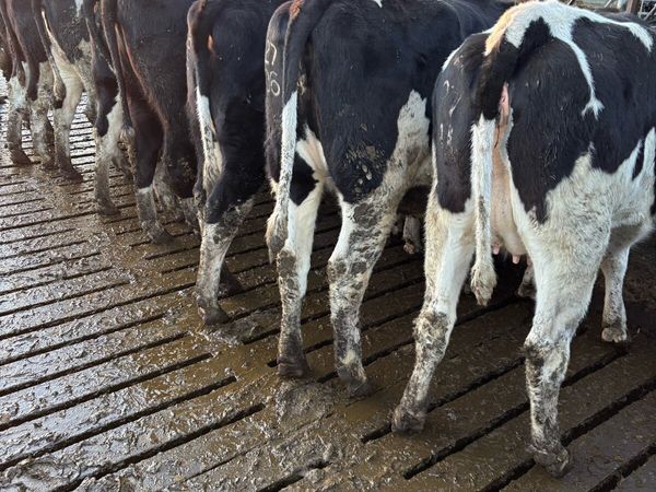 18 Springing Heifers for sale in Co. Louth for €0 on DoneDeal