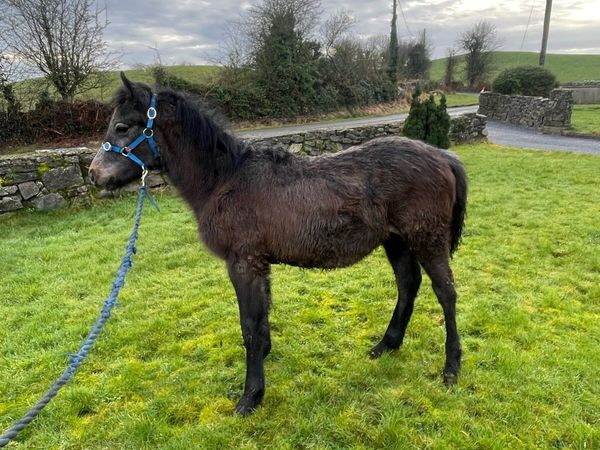 Connemara colt for sale in Co. Galway for €950 on DoneDeal